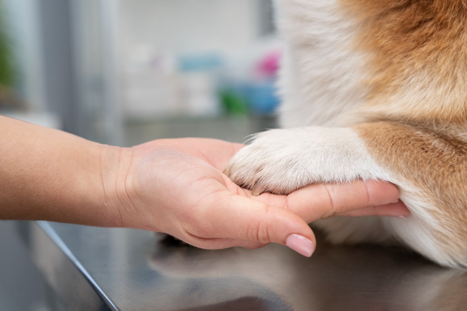 How To Use Paw Wax on Your Dog – Divine Canine