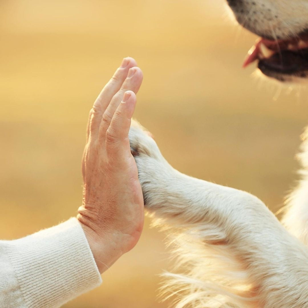 Importance of Daily Paw Sanitizing for Dogs | Divine Canine